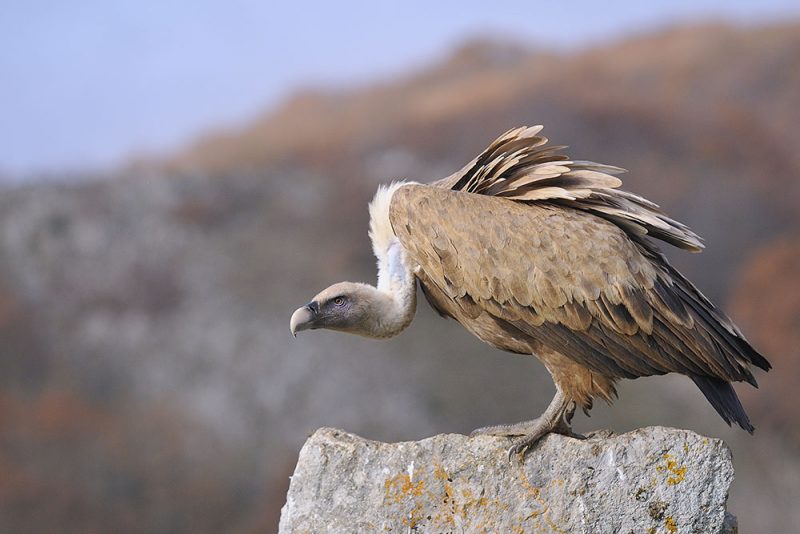 Parque natural de los Collados del Asón - Ayuntamiento de Ampuero